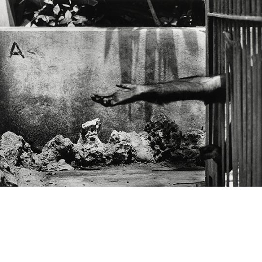 Making Waves: Discovering Contemporary Cuban Photography at the MFAH