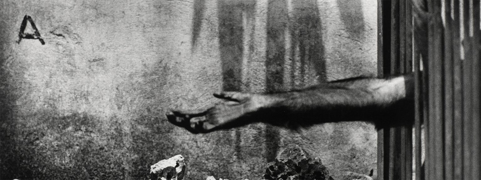 Making Waves: Discovering Contemporary Cuban Photography at the MFAH